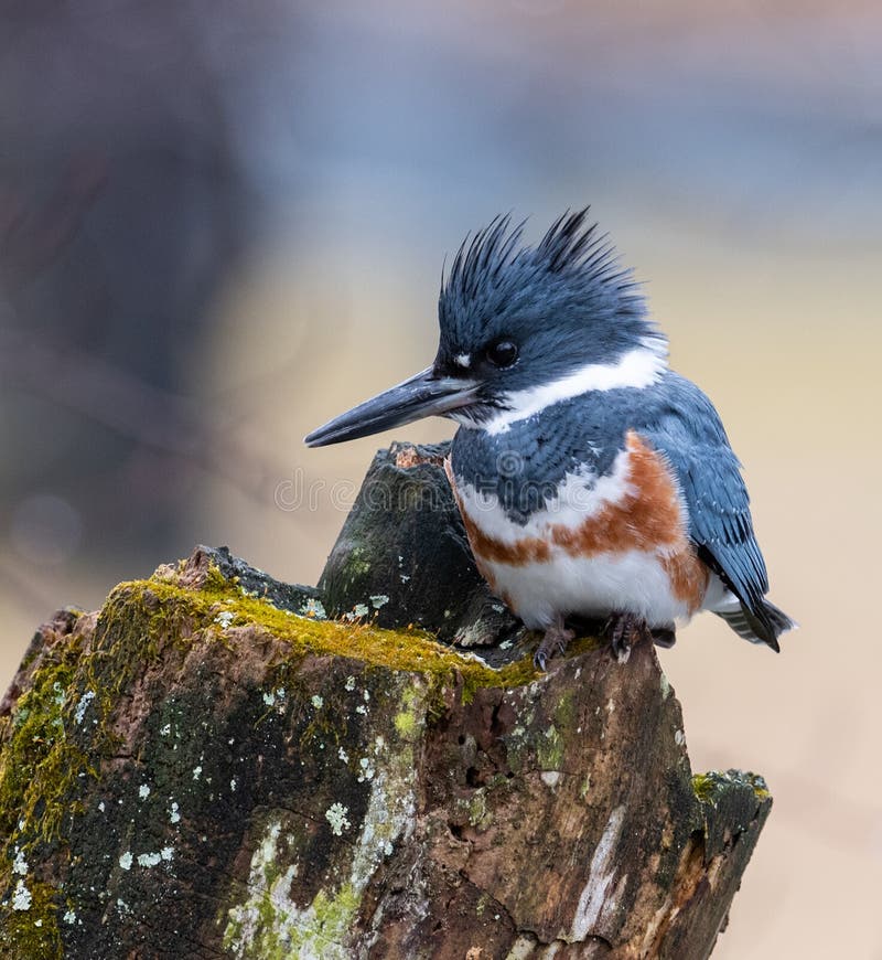 Yelling Kingfisher Stock Photos - Free & Royalty-Free Stock Photos from ...