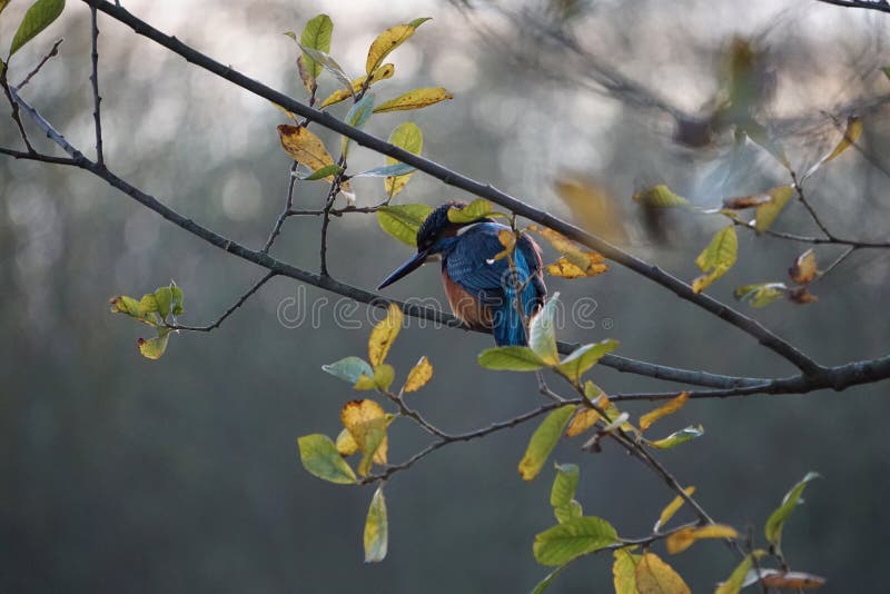 Kingfisher Sat in a Tree Searching for Fish Stock Image - Image of ...