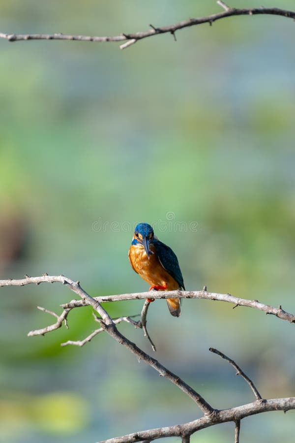 Kingfisher with a Small Catch, Bird Perch on a Bare Tree Branch Above ...