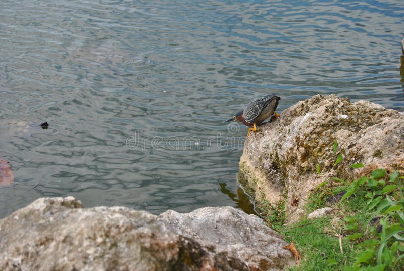 Kingfisher waiting on fish stock image. Image of caribbean - 88061657