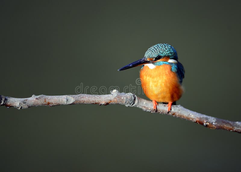 Crouching Tiger stock photo. Image of face, large, feline - 36168536