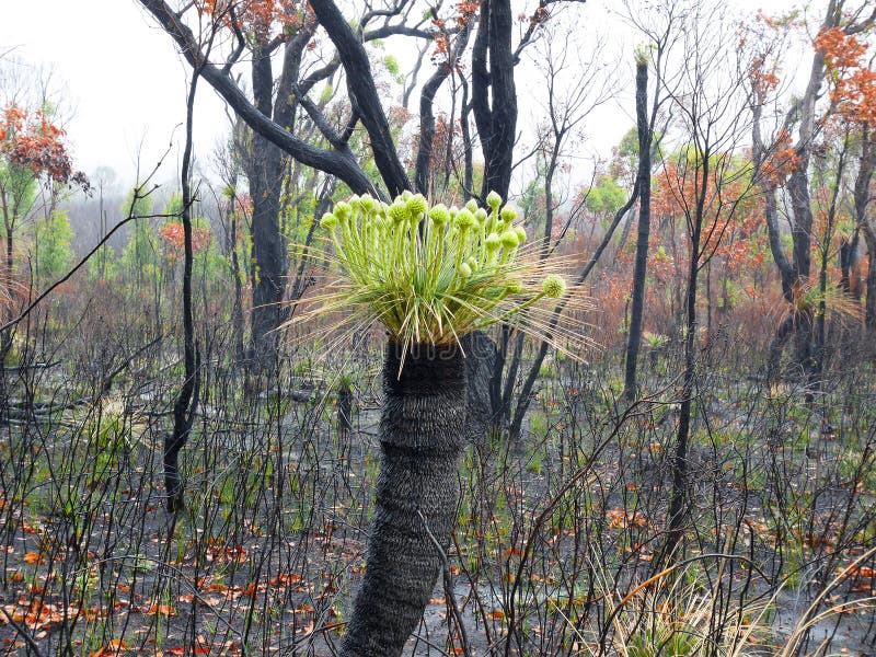 Kingia Survive after Bush Fire Stock Photo - Image of native, orange ...