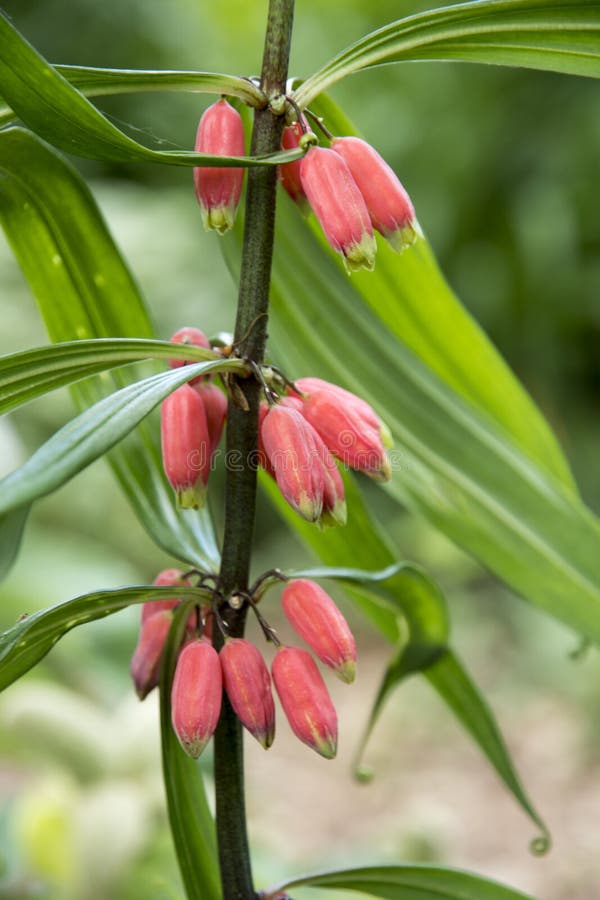 Kingianum del Polygonatum imagen de archivo. Imagen de solomones ...