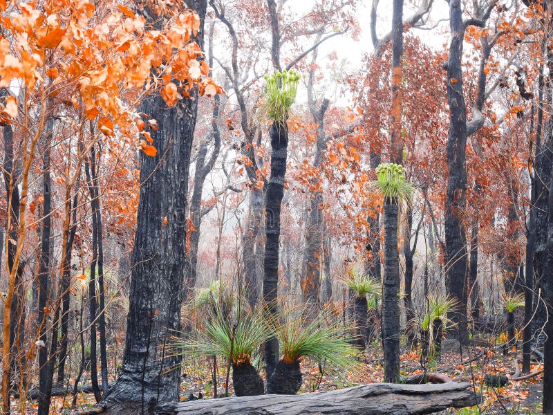 Kingias Survive after Bush Fire Stock Image - Image of outback ...