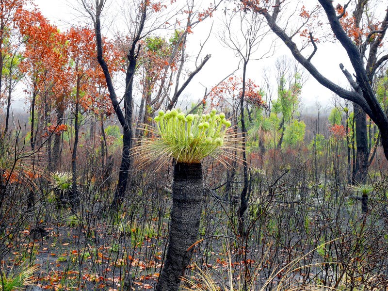 Kingias Suvive after Bush Fire Stock Image - Image of orange, plant ...