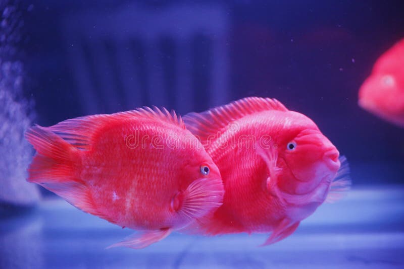 Kingkkng Parrot Fish stock image. Image of animal, fish - 262149229