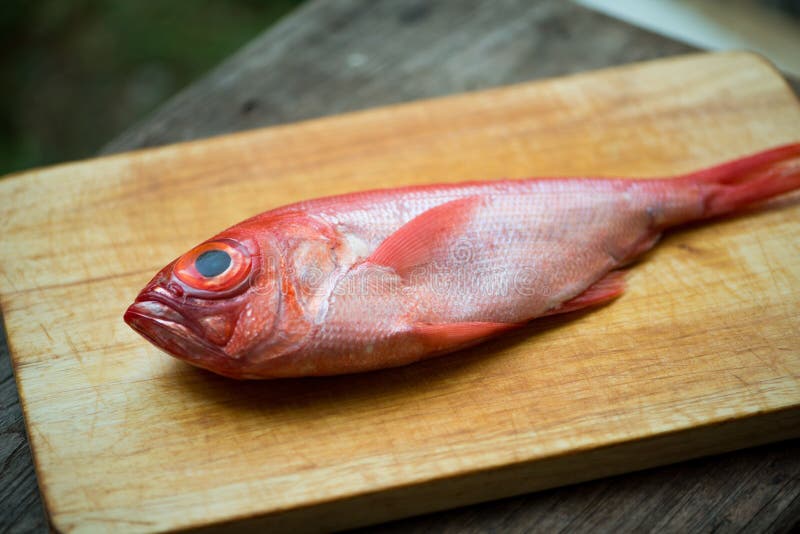 Kinmedai, Japanese Fresh Whole Red Snapper Stock Image - Image of ...