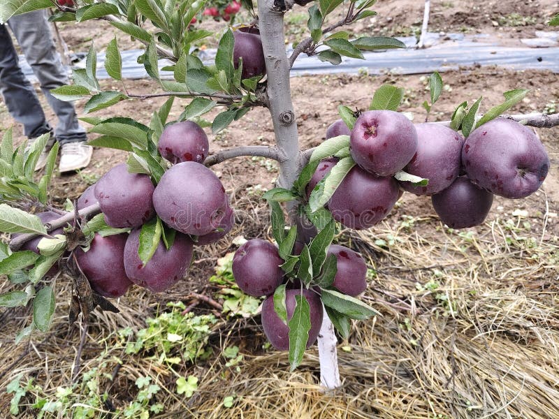 Kinnaur apple stock image. Image of crispy, kinnaur - 340439037