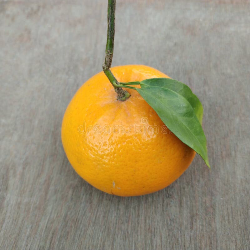 Kinnow Citrus Tree Ripe Fruit Stock Image - Image of healthy, blossom ...