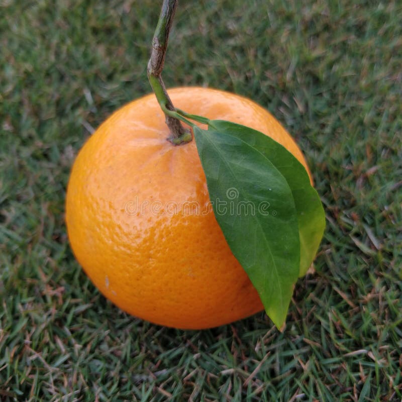 Kinnow Citrus Tree Ripe Fruit Stock Image - Image of healthy, blossom ...