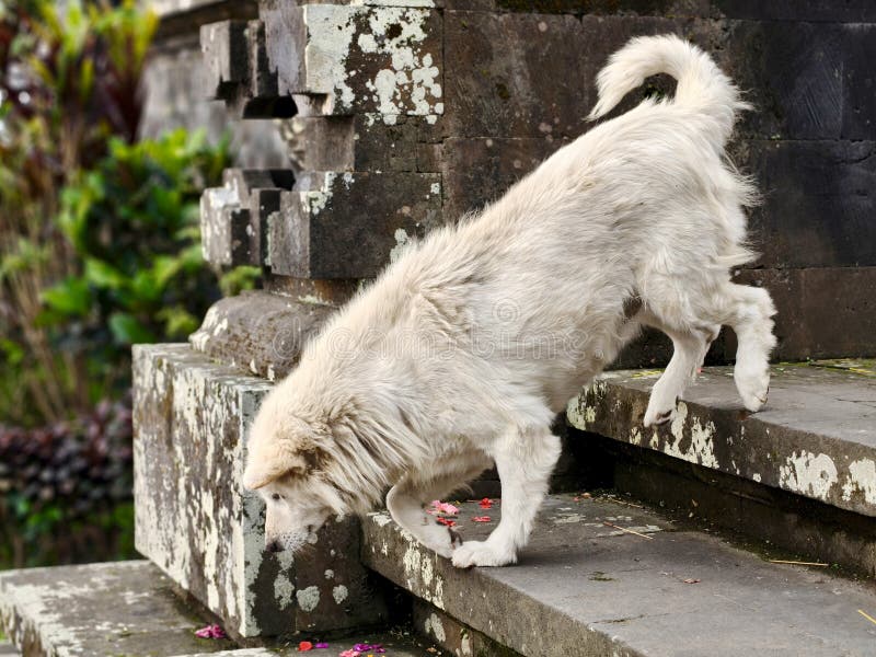 Kintamani Dog Playing at Bali, Indonesia Stock Photo - Image of ...