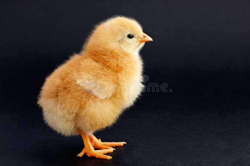 Gele kip stock afbeelding. Image of dier, geboren, zoet - 12948533