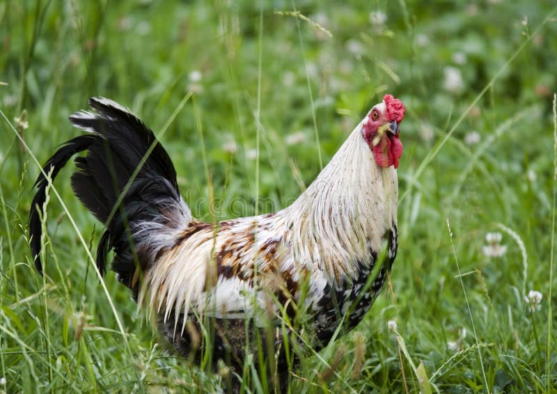 Het Zilver Reeg Poolse Kip Lopend in Rocky Field Stock Foto - Image of ...