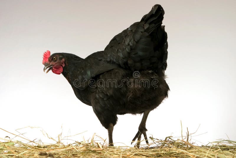 Kip stock foto. Image of dier, sluit, zwart, hooi, vogel - 2954596