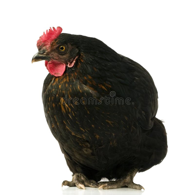 Kip stock foto. Image of dier, zwart, geïsoleerd, achtergrond - 3436944