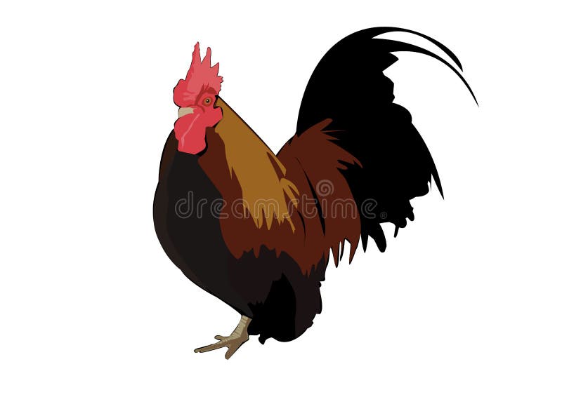 Kip vector illustratie. Illustration of geïsoleerd, element - 42304821