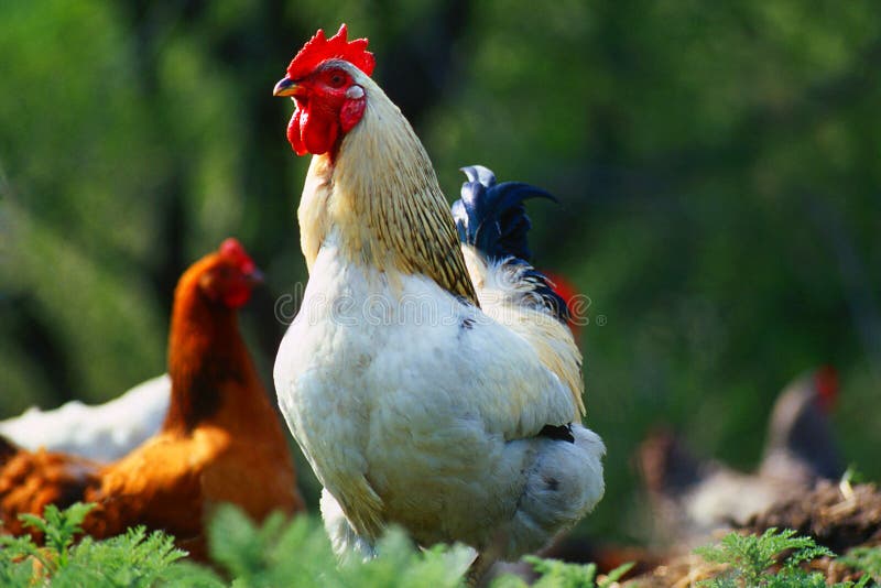 Kippen stock afbeelding. Image of gelukkig, landbouw - 23758427