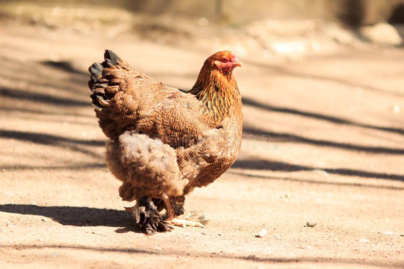 Kip stock foto. Image of zacht, zomer, benen, bruin, reusachtig - 54161954
