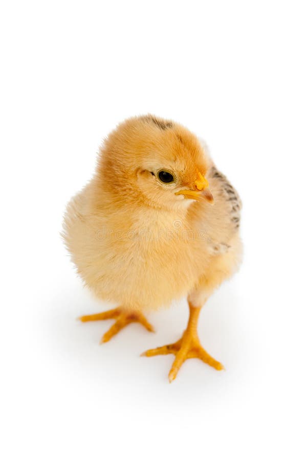 Kip Die Op Wit Wordt Geïsoleerda Stock Foto - Image of gevogelte, leven ...