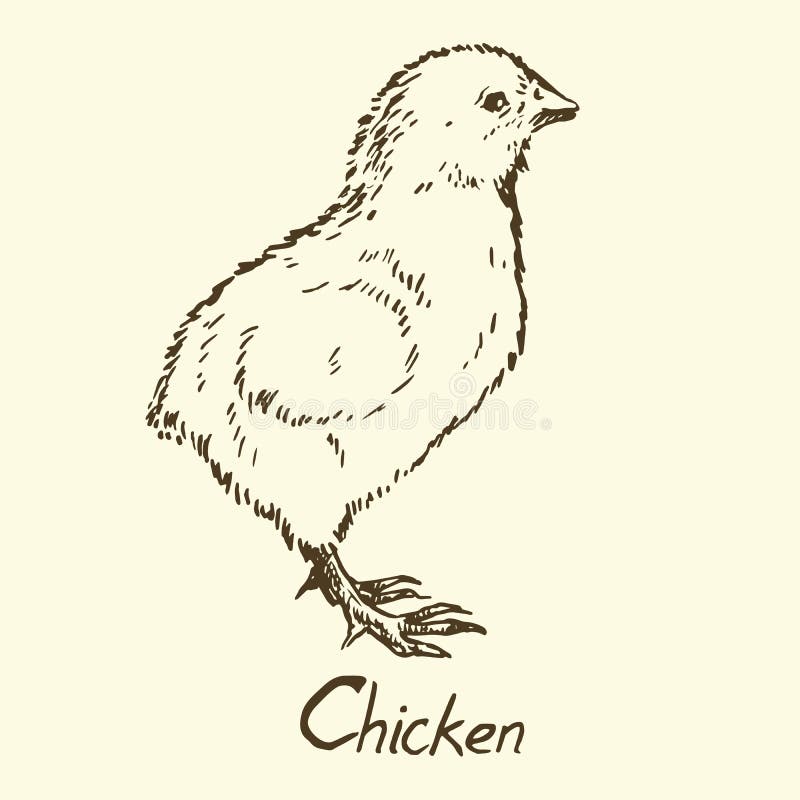 Schetsillustratie Van Kip De Stijl Van De Lijnkunst Bevindende Kip ...