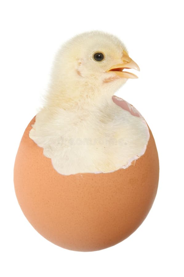 Kip in Ei stock foto. Image of pluizig, binnen, broedsel - 17765192