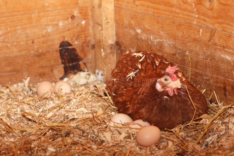 Kip & Ei stock afbeelding. Image of bedrag, stroom, fabriek - 89405027