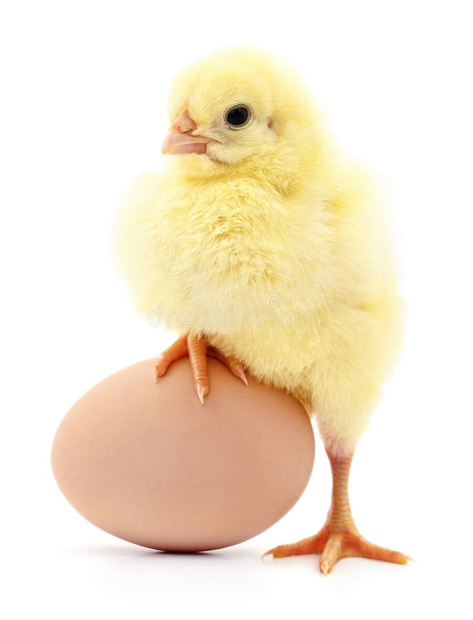 Kip en ei stock foto. Image of schot, bruin, leuk, dieren - 72216432