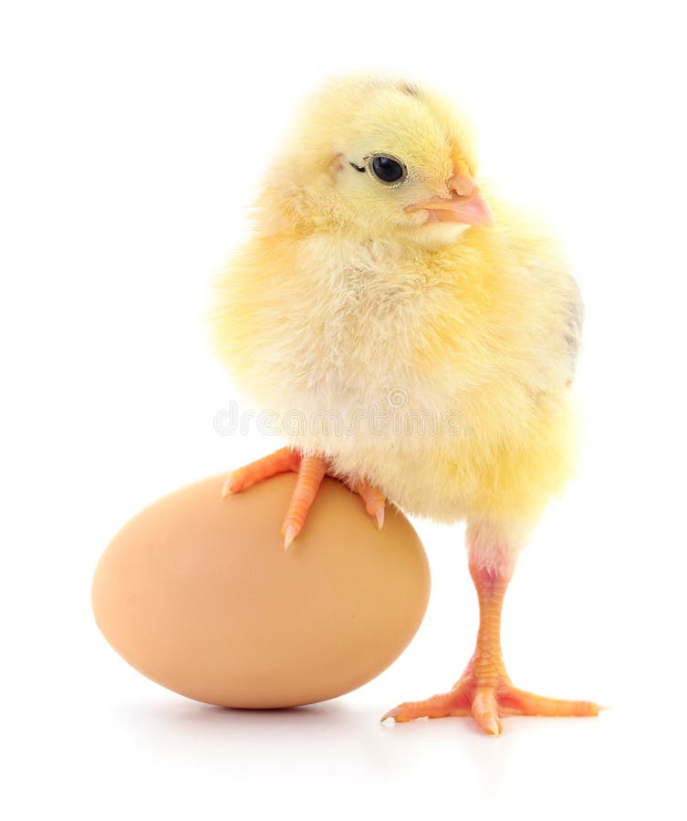 Drie Schattige Kippen Op Witte Vlek Stock Afbeelding - Image of ...