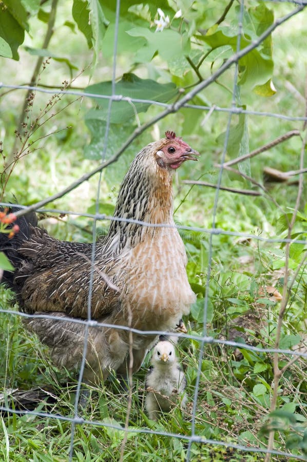 Kip en kuiken stock afbeelding. Image of gevogelte, kuiken - 8254759