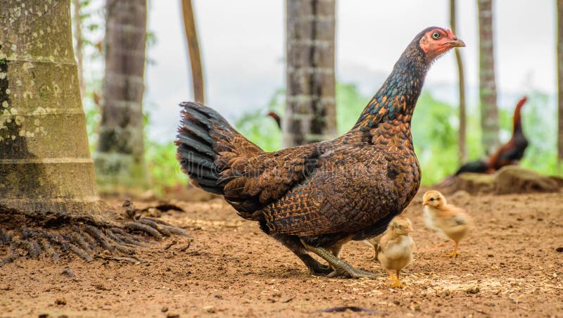 Pools sist Kip stock foto. Image of buitenissig, kuiken - 12585494