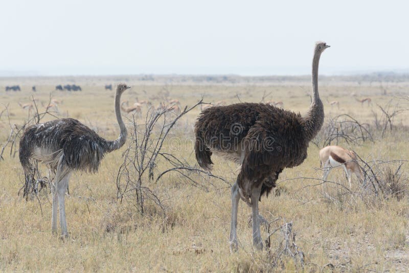 De Struisvogel Van De Moeder Stock Afbeelding - Image of zorg, mama ...