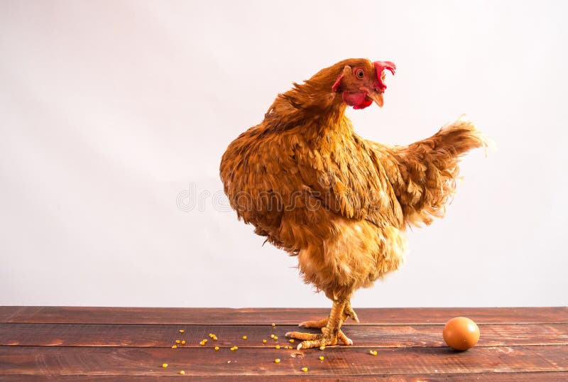 Kip met ei stock foto. Image of rood, organisch, huisdieren - 65974720