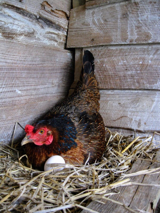 Kip met ei stock afbeelding. Image of gelegd, organisch - 83285835