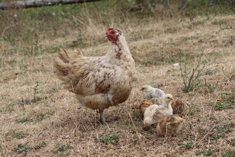 Kip en kuiken stock foto. Afbeelding bestaande uit achtergrond - 24662934