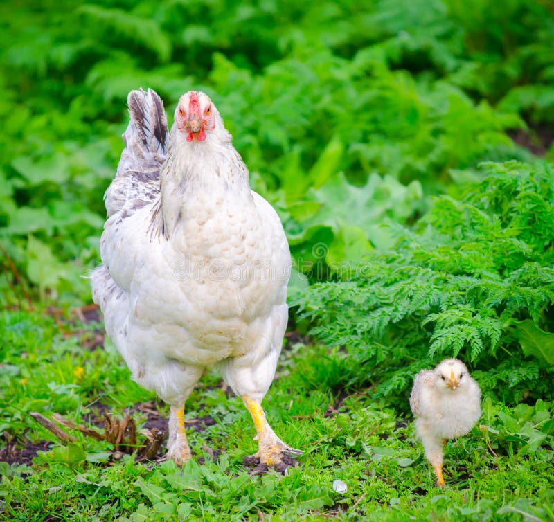 Kip Met Kuikens in Een Groene Graswei Stock Foto - Image of nave ...