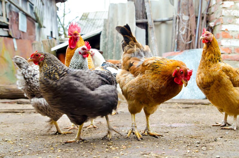 Kip in kooi stock foto. Image of levend, wreedheid, vogel - 23905264