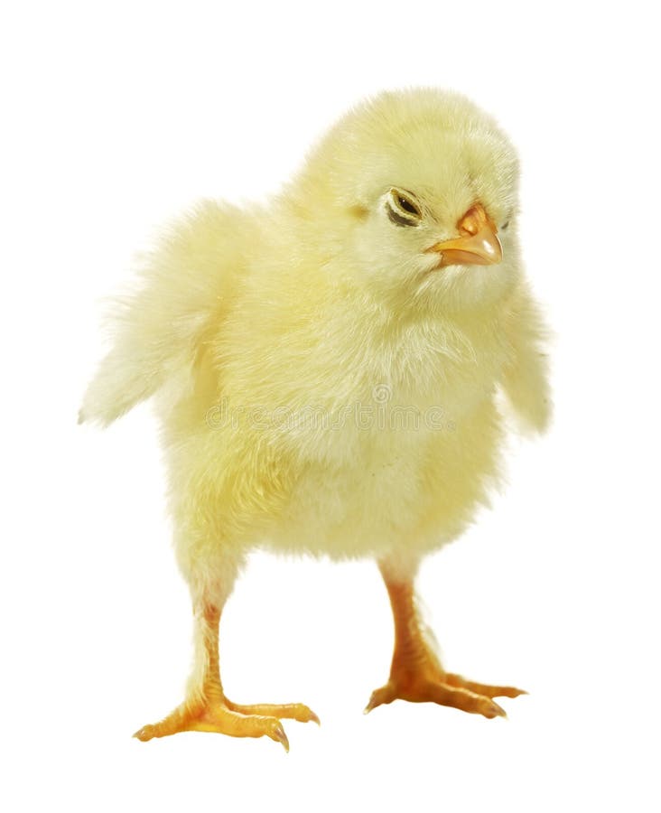 Het Profiel van de kip stock afbeelding. Image of veer - 5067881