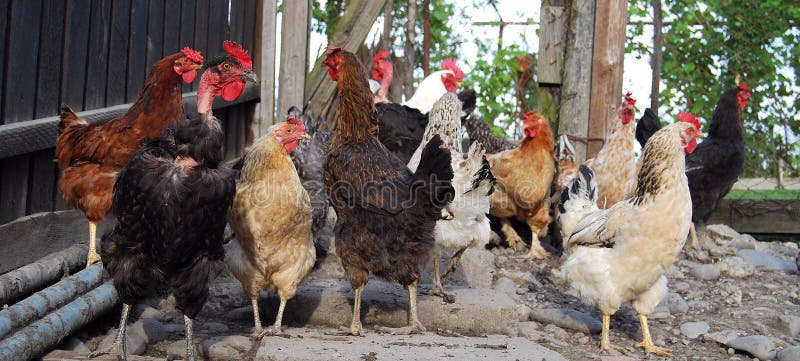 Kippen stock foto. Image of landbouwbedrijf, omheining - 8488428