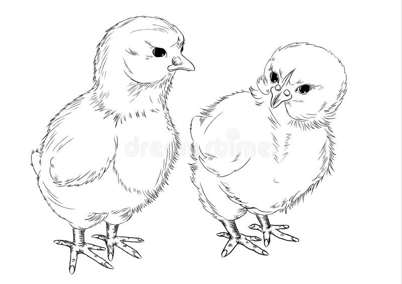 Kippen. Een Uit De Vrije Hand Tekening. Vector Illustratie ...