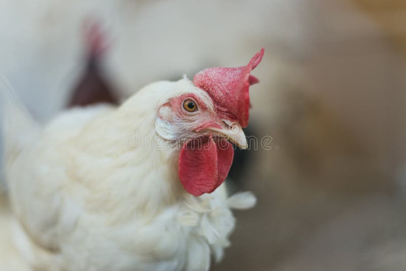 Witte Kippen Zitten Achter Tralies Op Een Pluimveehouderij, De ...