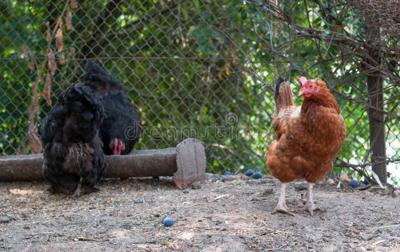 Kippen in landbouwbedrijf stock afbeelding. Image of gras - 72577151