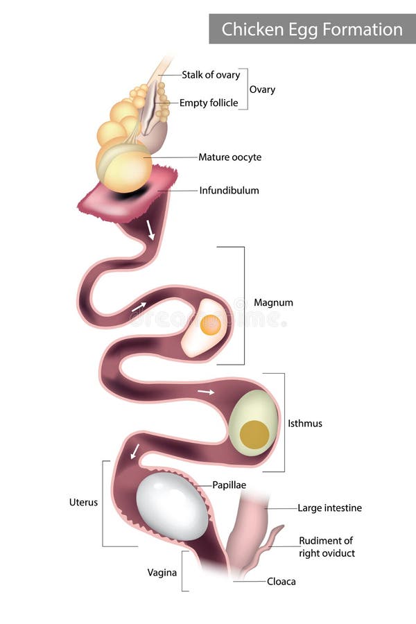 Anatomie van kippeneieren vector illustratie. Illustration of ...