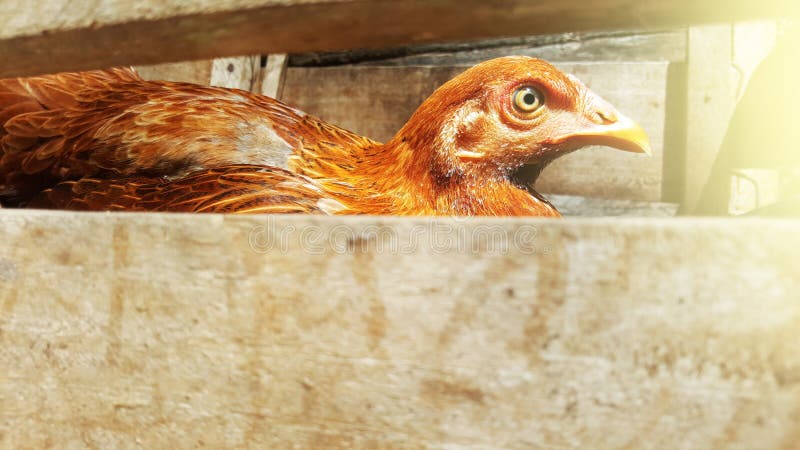 Kippenei op nest stock afbeelding. Image of gezond, wijfje - 179630527