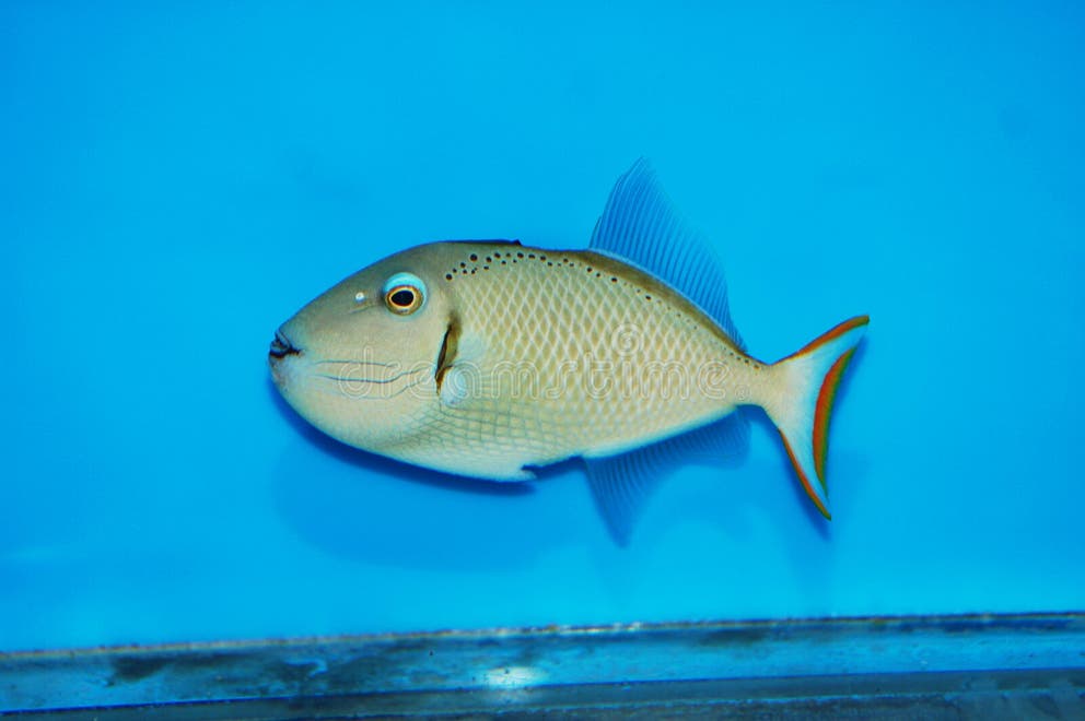 Kiribati Crosshatch Triggerfish - Xanthichthys Greenei Stock Photo ...
