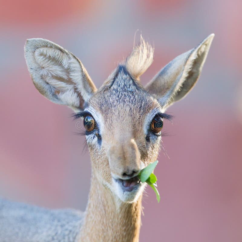 Kirk Dik-dik (kirkii De Madoqua) Image stock - Image of antilope ...