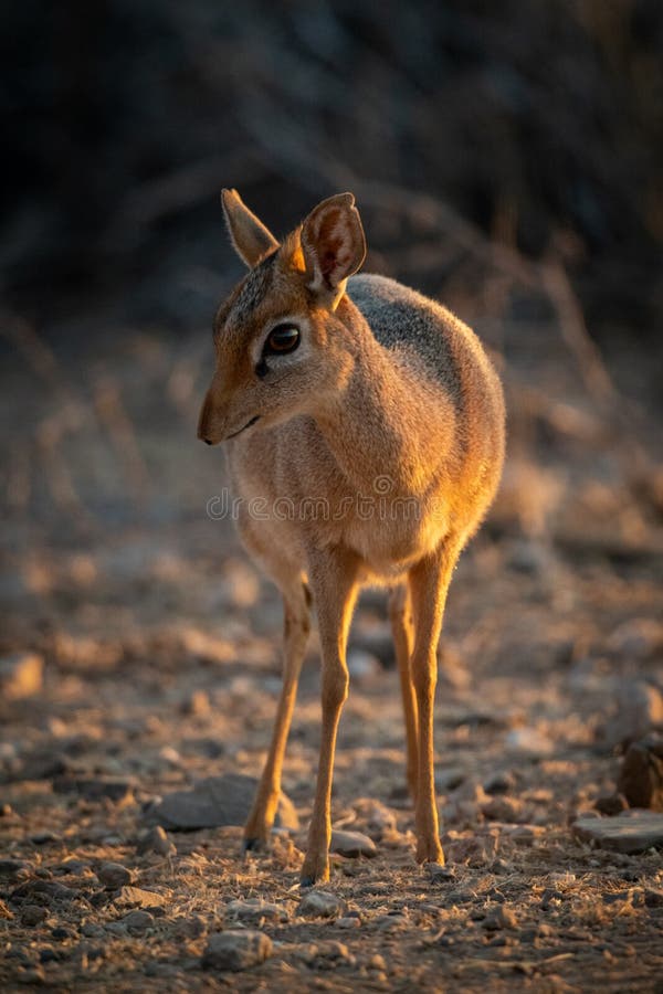 Kirk Dik-dik Stands on Scrub Turning Head Stock Image - Image of ...