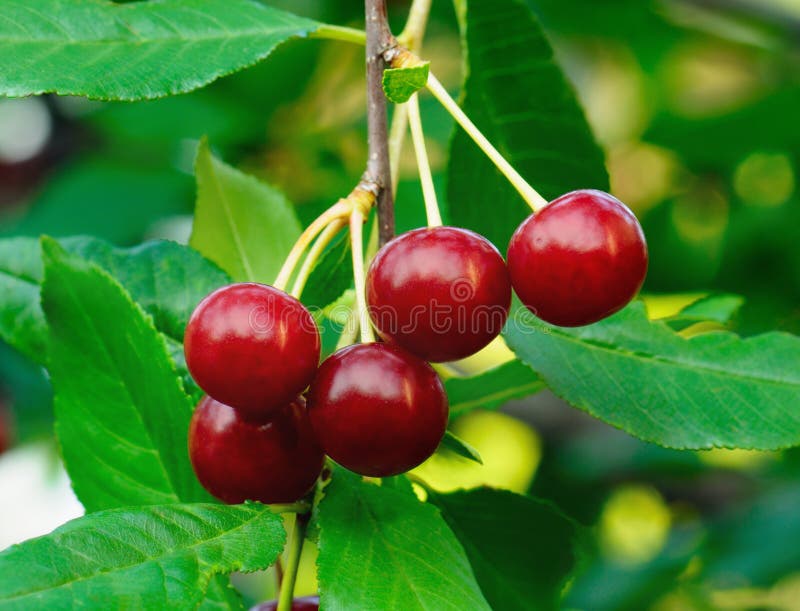 Kirschbaum stockbild. Bild von hell, grün, landwirtschaft - 15063427