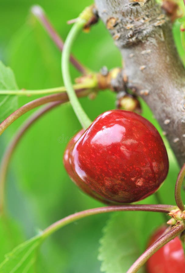 Kirschbaum stockfoto. Bild von grube, nachricht, kirsche - 5329320