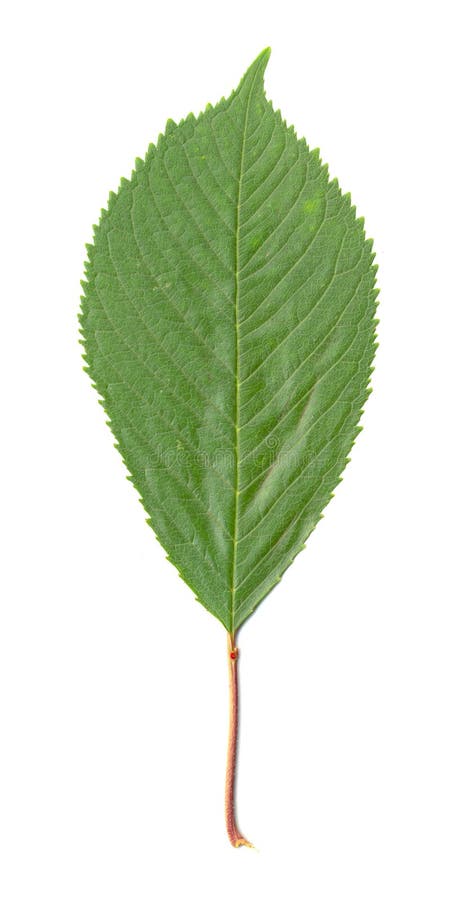Kirschbaum-Blatt trennte stockbild. Bild von abgesucht - 10038303