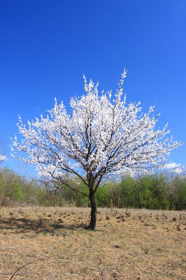 Junger Kirschbaum in Der Sonne Stockfoto - Bild von nahaufnahme, blatt ...